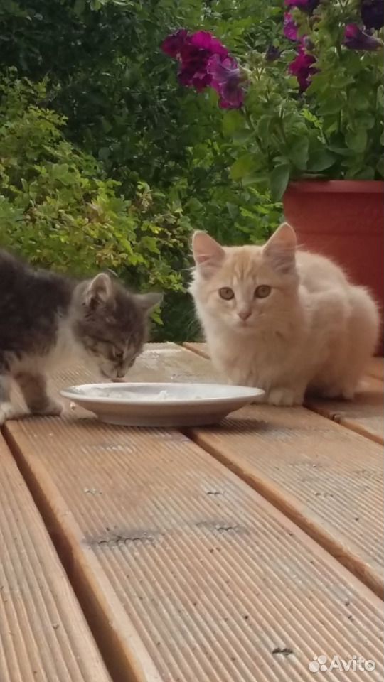 Малыши кошаки