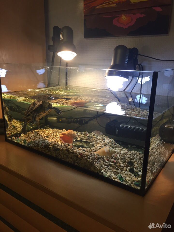 Красноухая черепаха