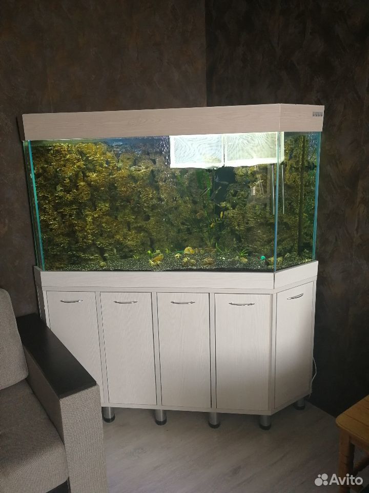 Аквариум цихлиды танганьика