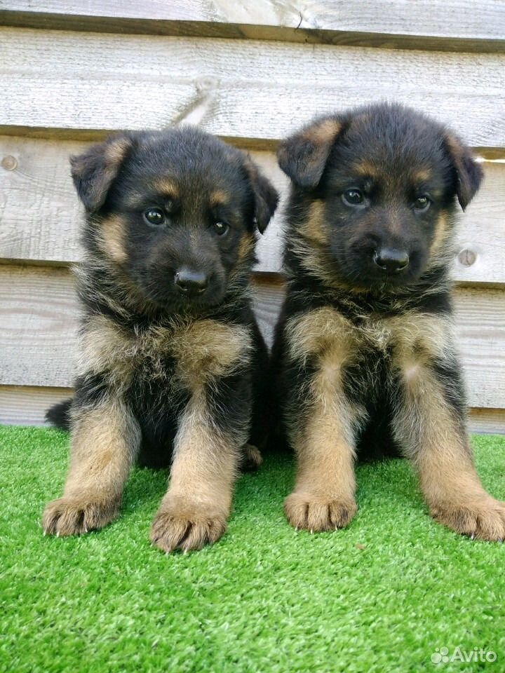 Щенки разных пород овчарок