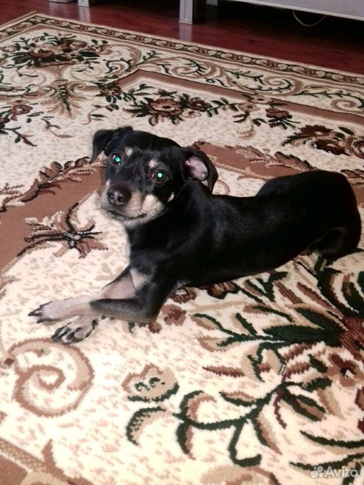 Вязка(той-терьер)