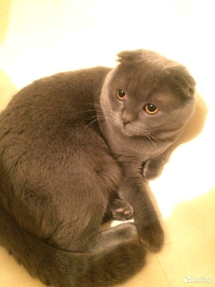Вязка с шотландским котом