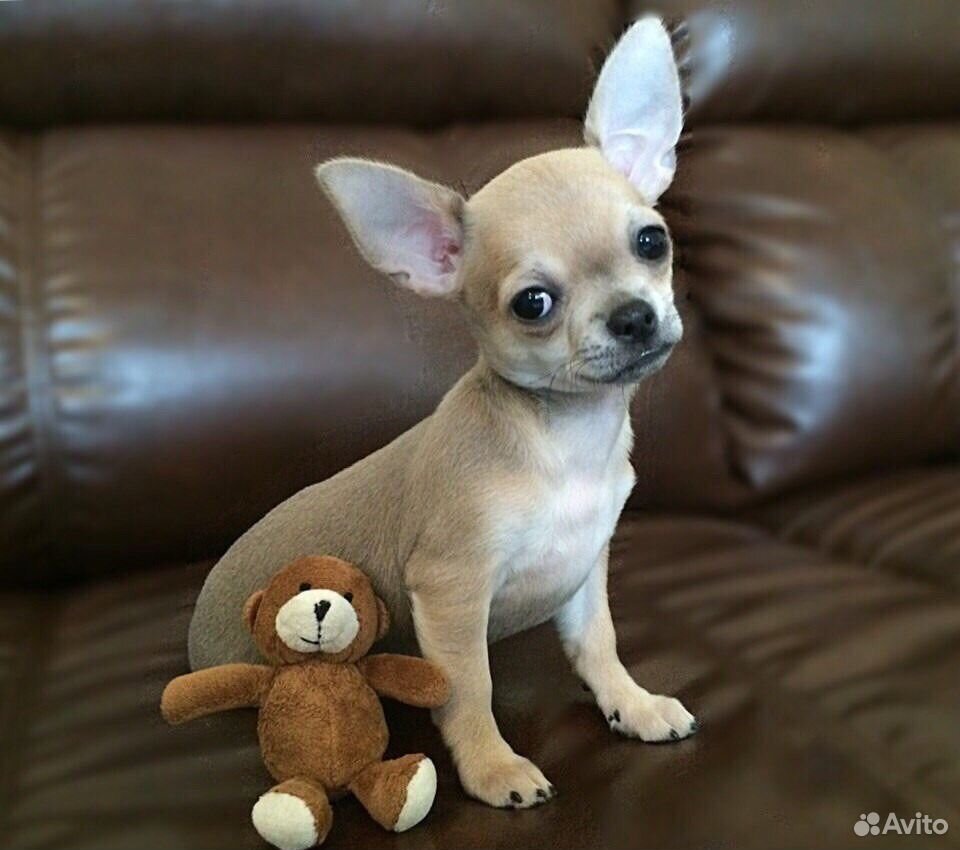 Вязка чихуа