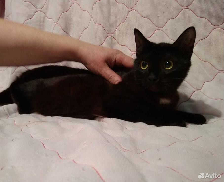 Шикарного, чёрного котёнка предлагаем в дар