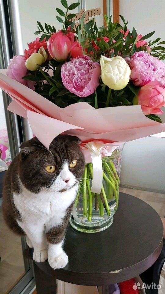 Кот на вязку
