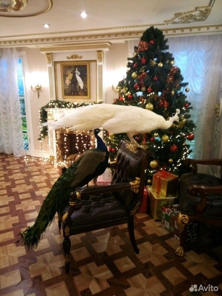 Белые павлины,пара