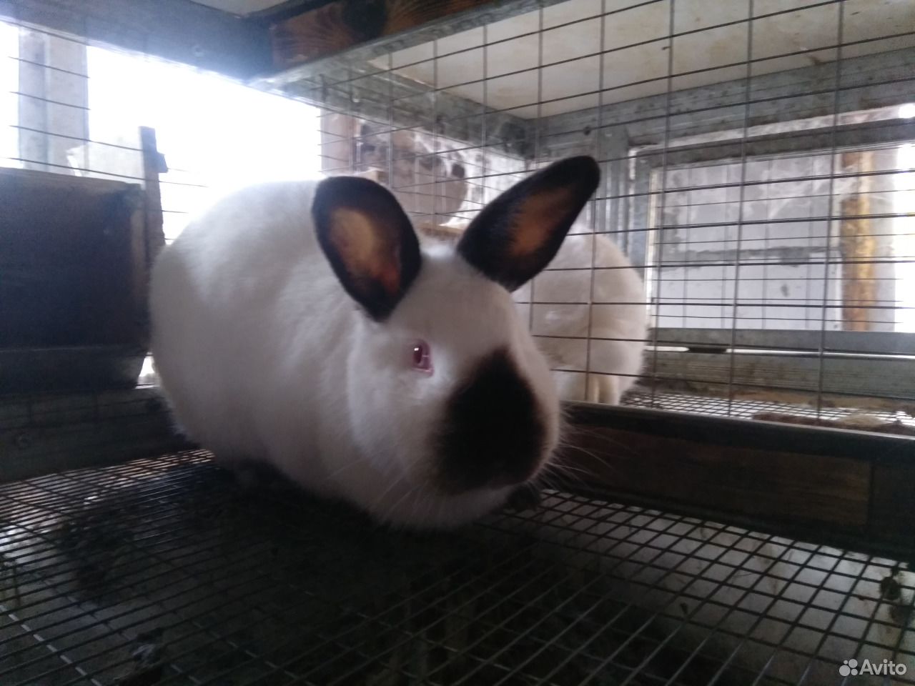 Калифорнийцы