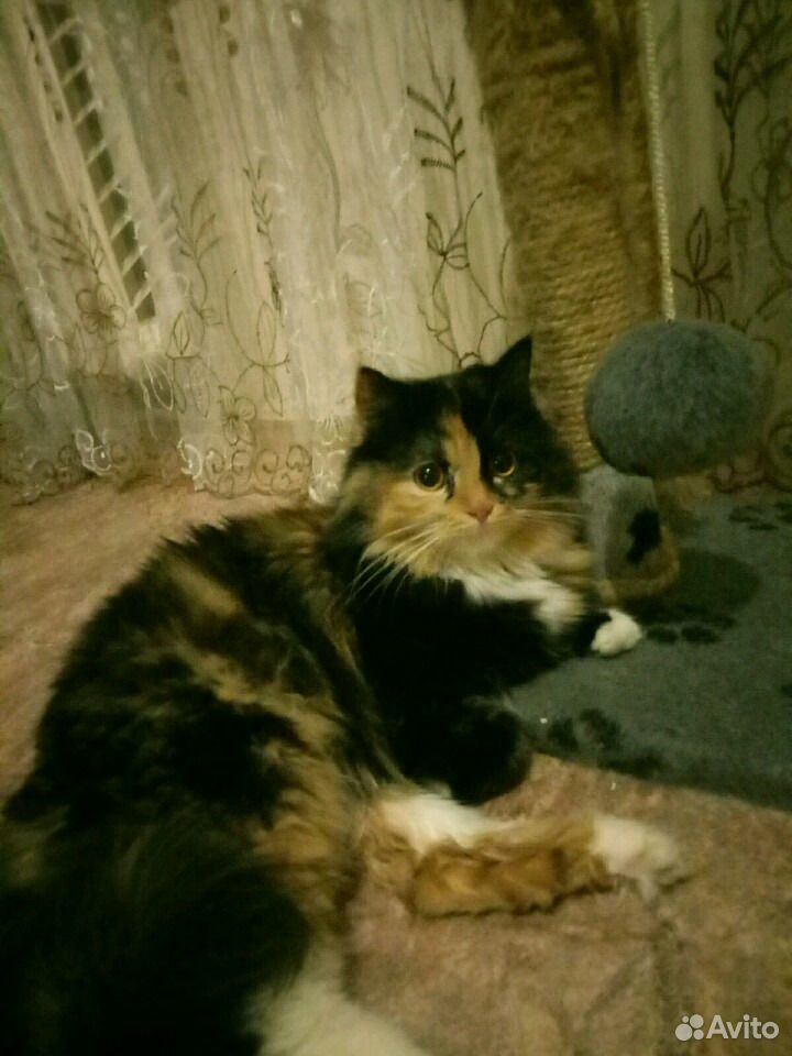 Кошка для вязки