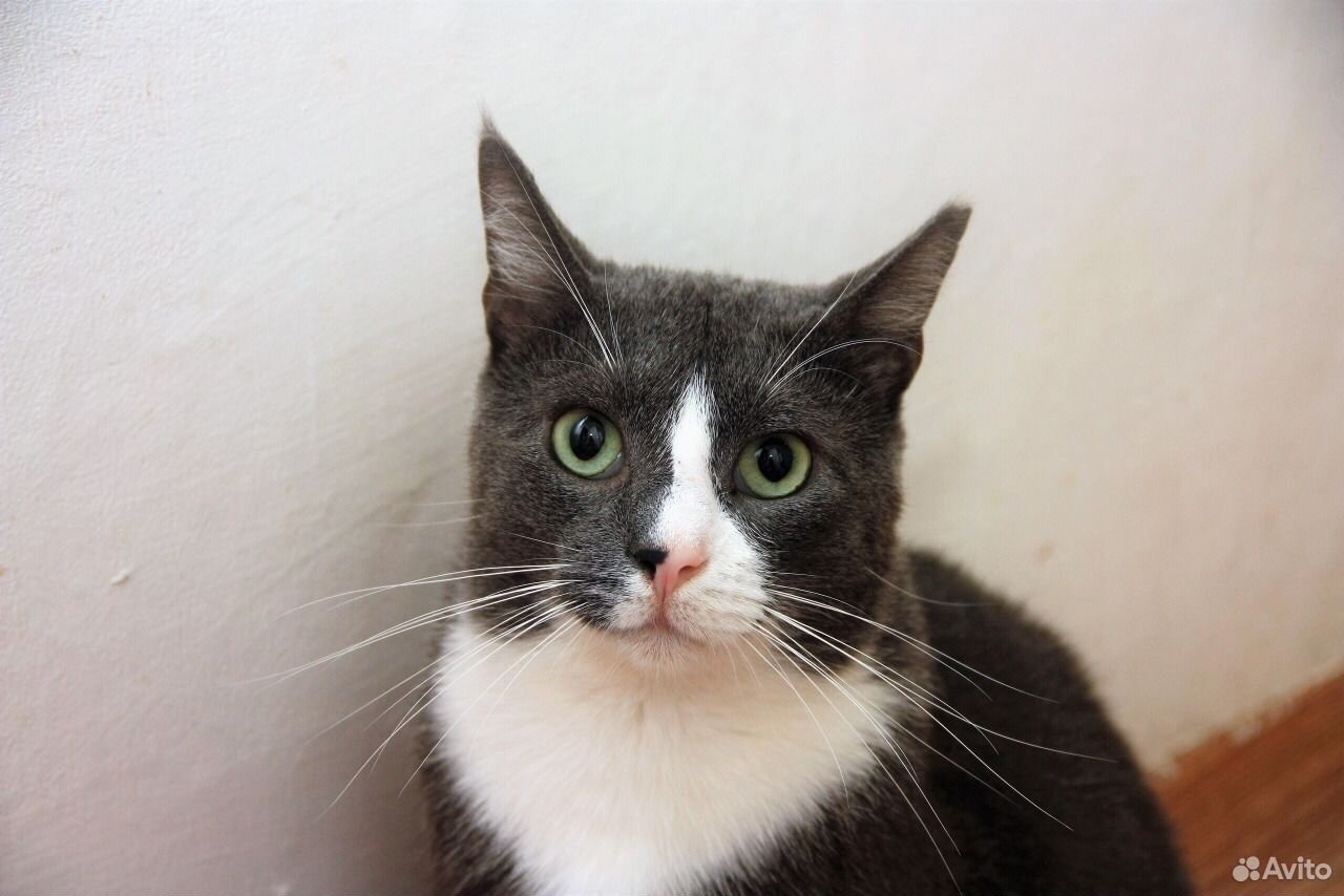 Замечательный Котишка Греюшка