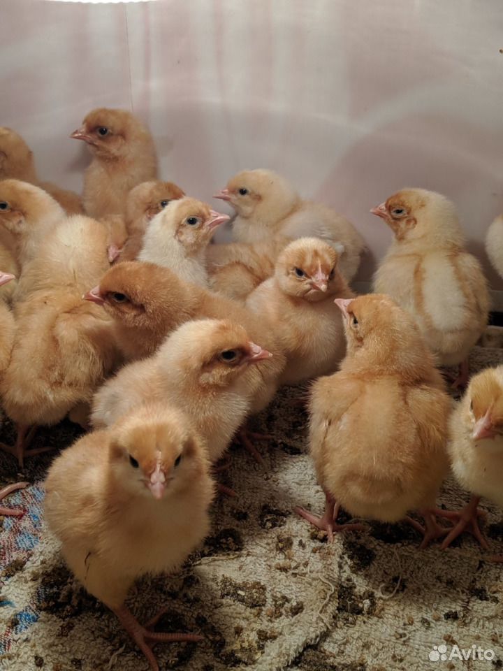 Цыплята Фокси Чик, Мастер Грэй, Голошейка, бройлер