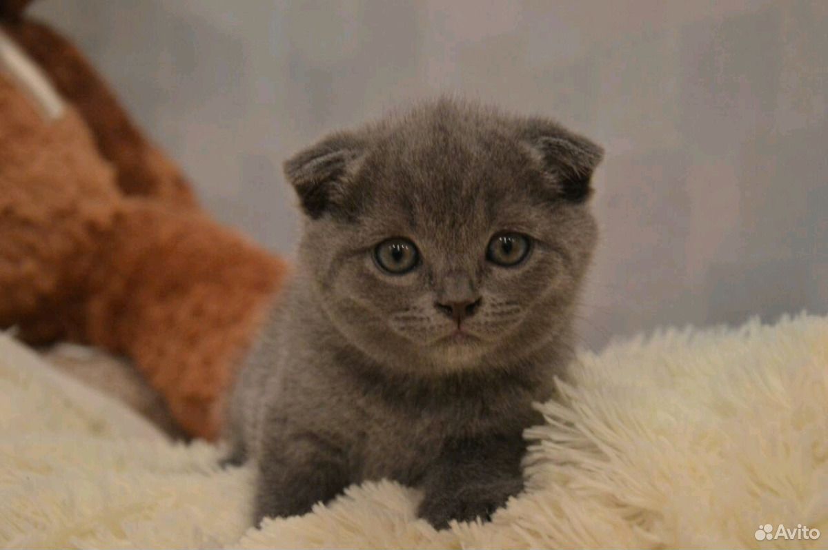 Британские чертятки