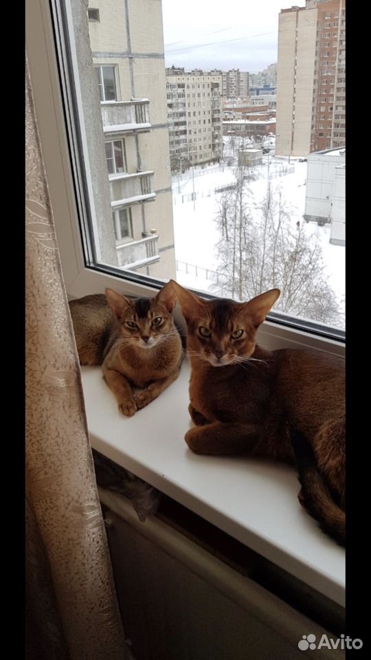 Котята Абиссинские породистые