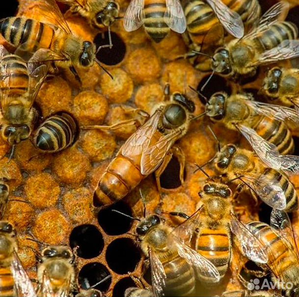 Бакфаст В387 из Германии 2020