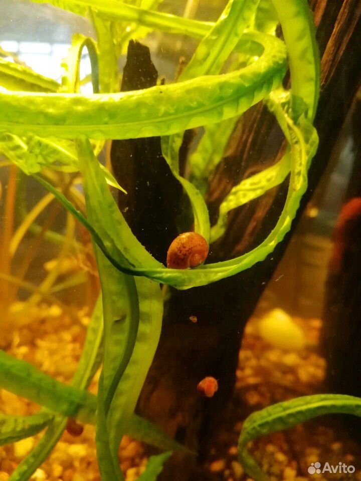 Улитки катушки