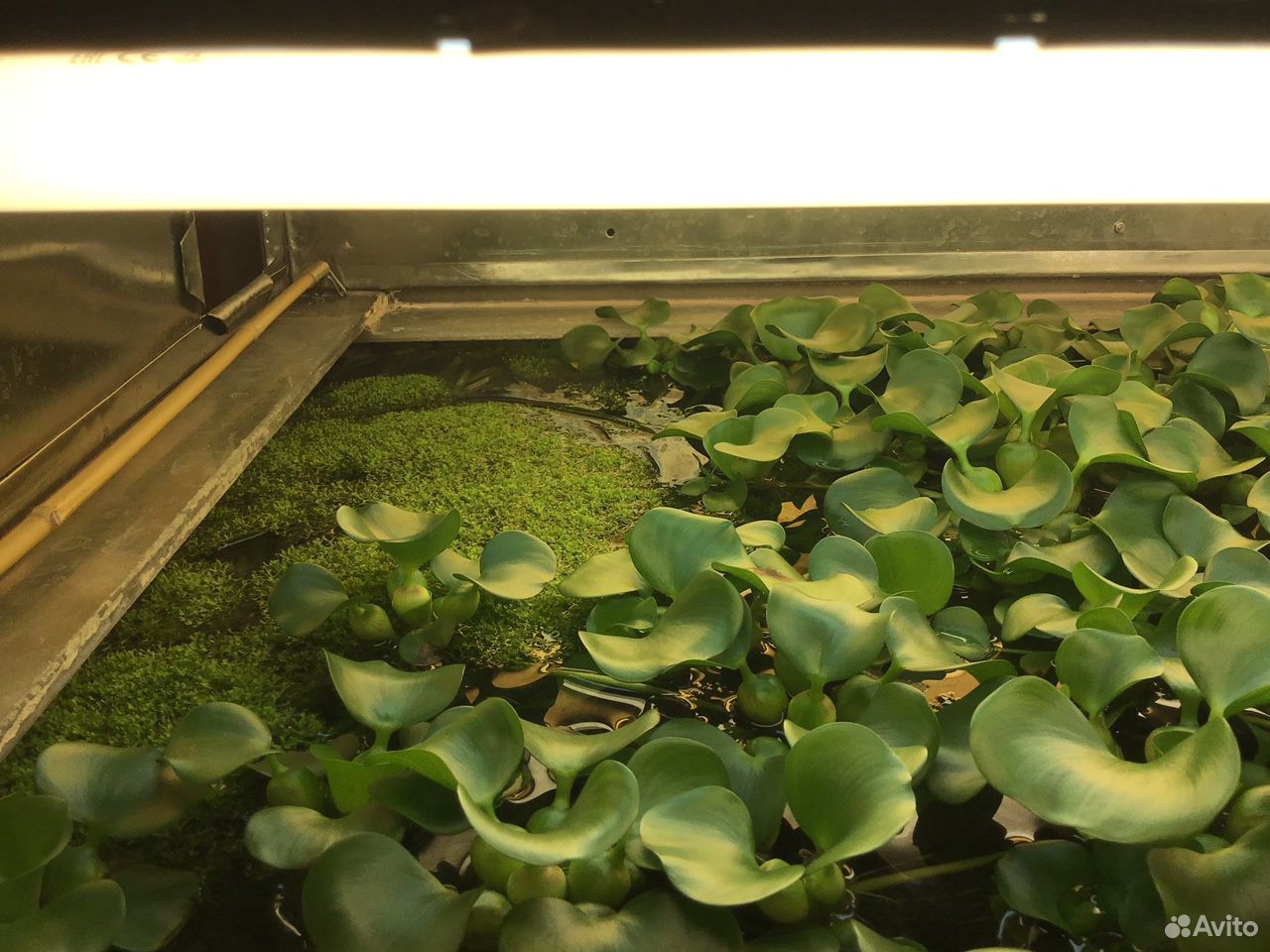 Аквариумные растения. Эйхорния, Эхинодорусы