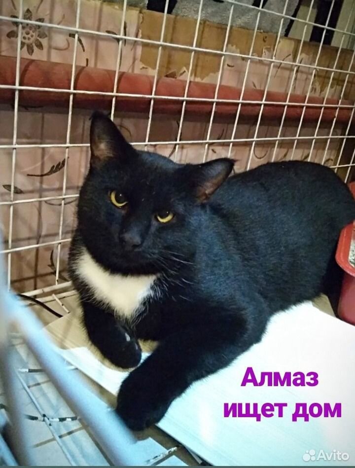 Красотун кот Алмаз, кастрирован