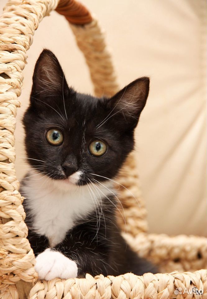 Тихая и нежная Фимочка 10 мес ищет свой дом маму