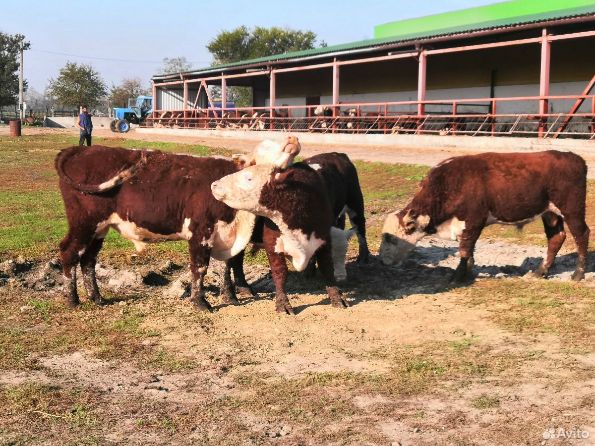 Быки герефорды племенные