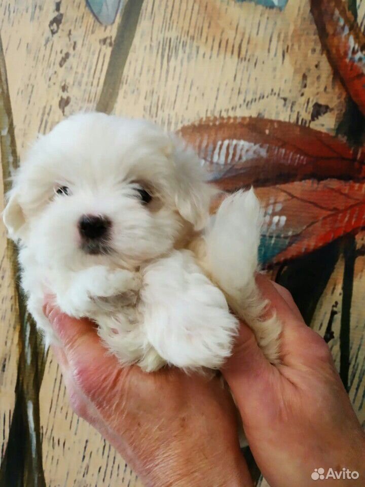 Мальтийская болонка. Белоснежная роскошь Мальтезе