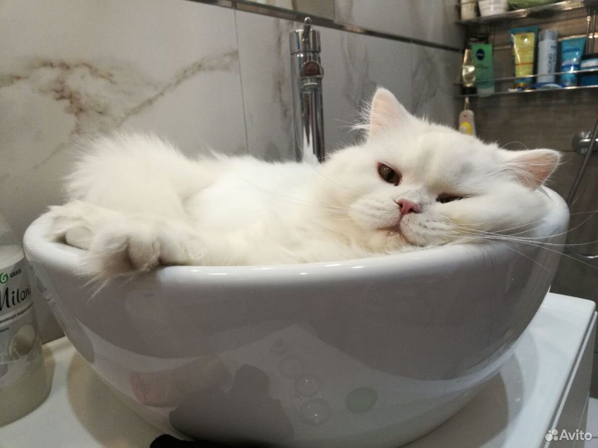 Ириска (Шотландская прямоухая кошка)