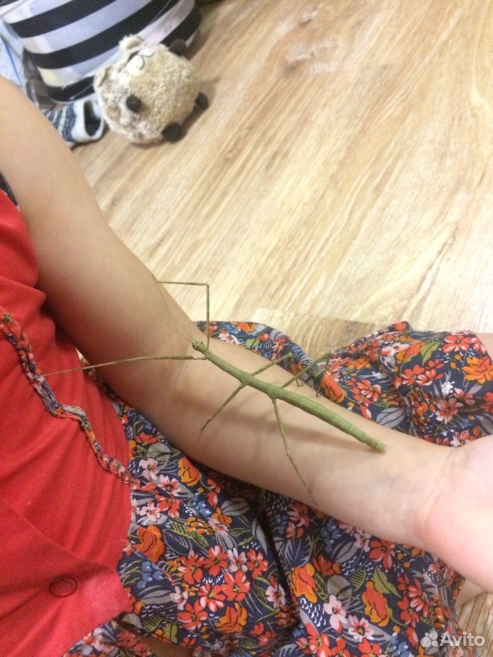 Аннамские палочники