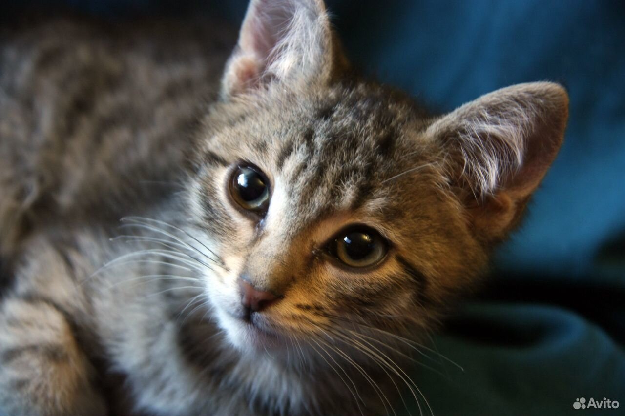 Котёнок ищет новую семью