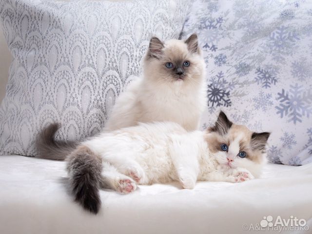 Рэгдолл 2 месяца для дома и в разведение