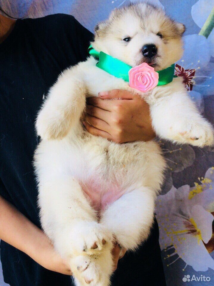 Шикарные щенки маламута