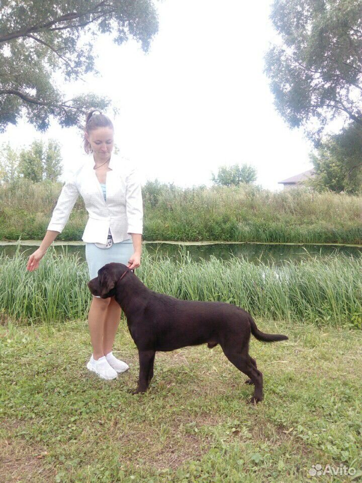 Лабрадор вязка