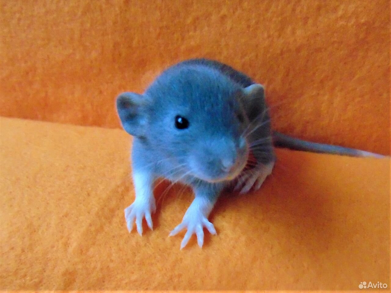 Крысы, крысята дамбо, мальчики, девочки, клетки
