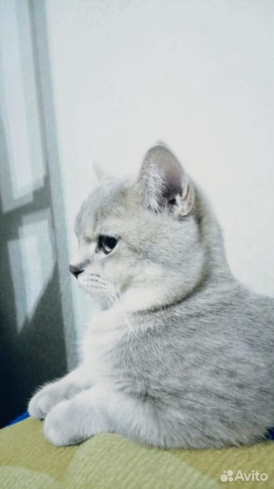 Британский кот