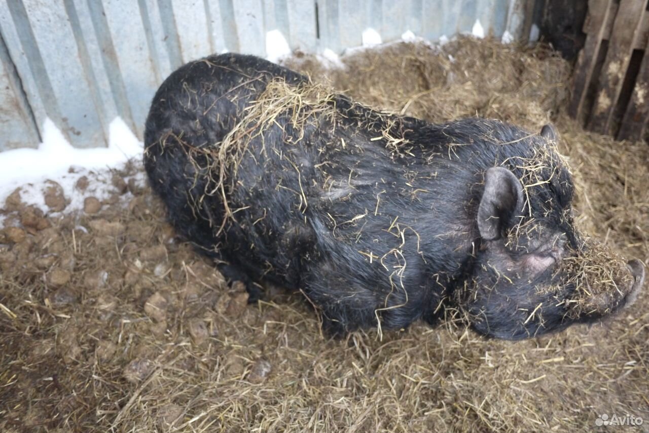 Вислобрюхие супоросные7-8мес.хряки 10мес.обмен