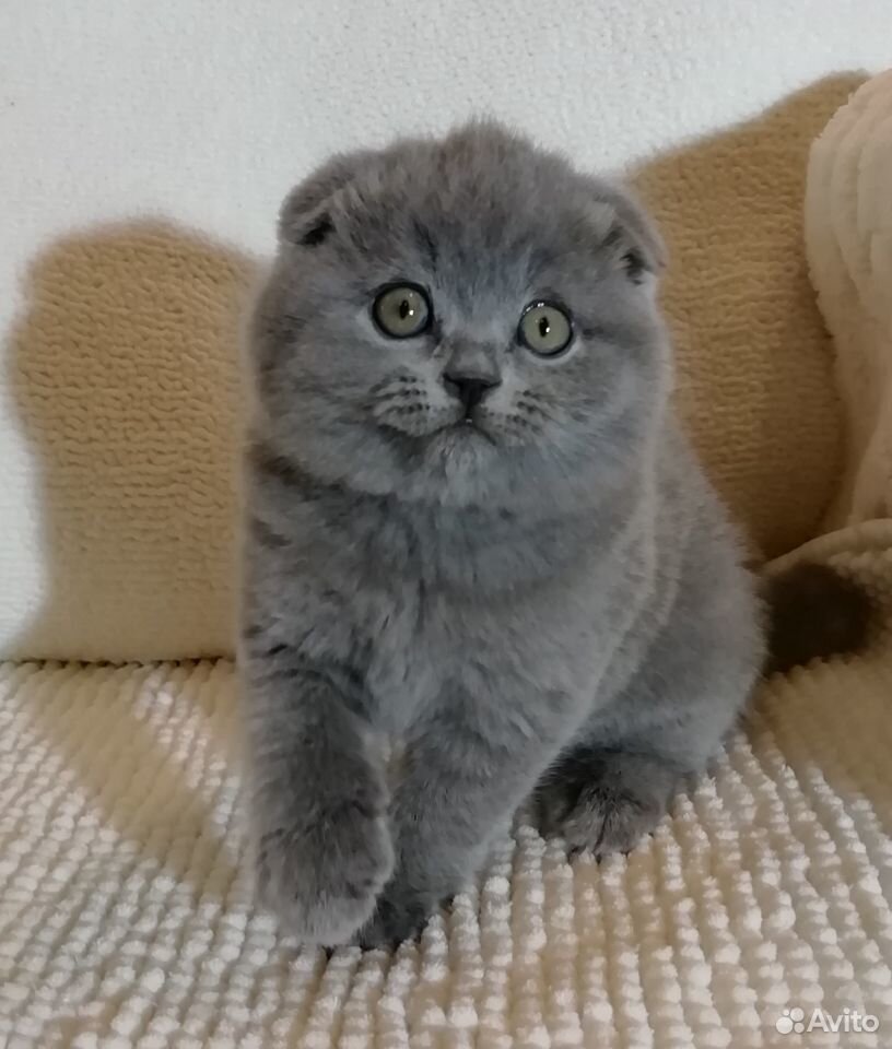 Вислоухие плюшевые голубые