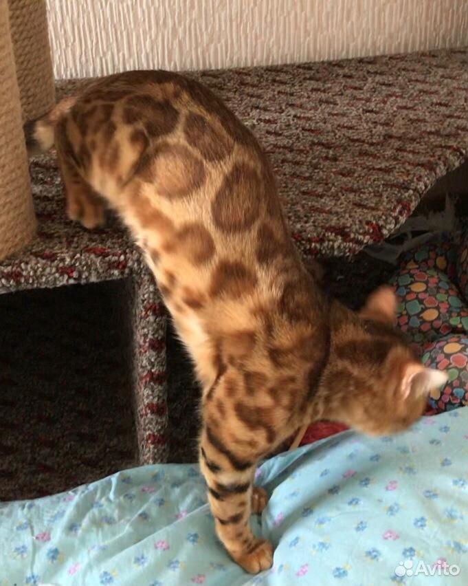 Хантер