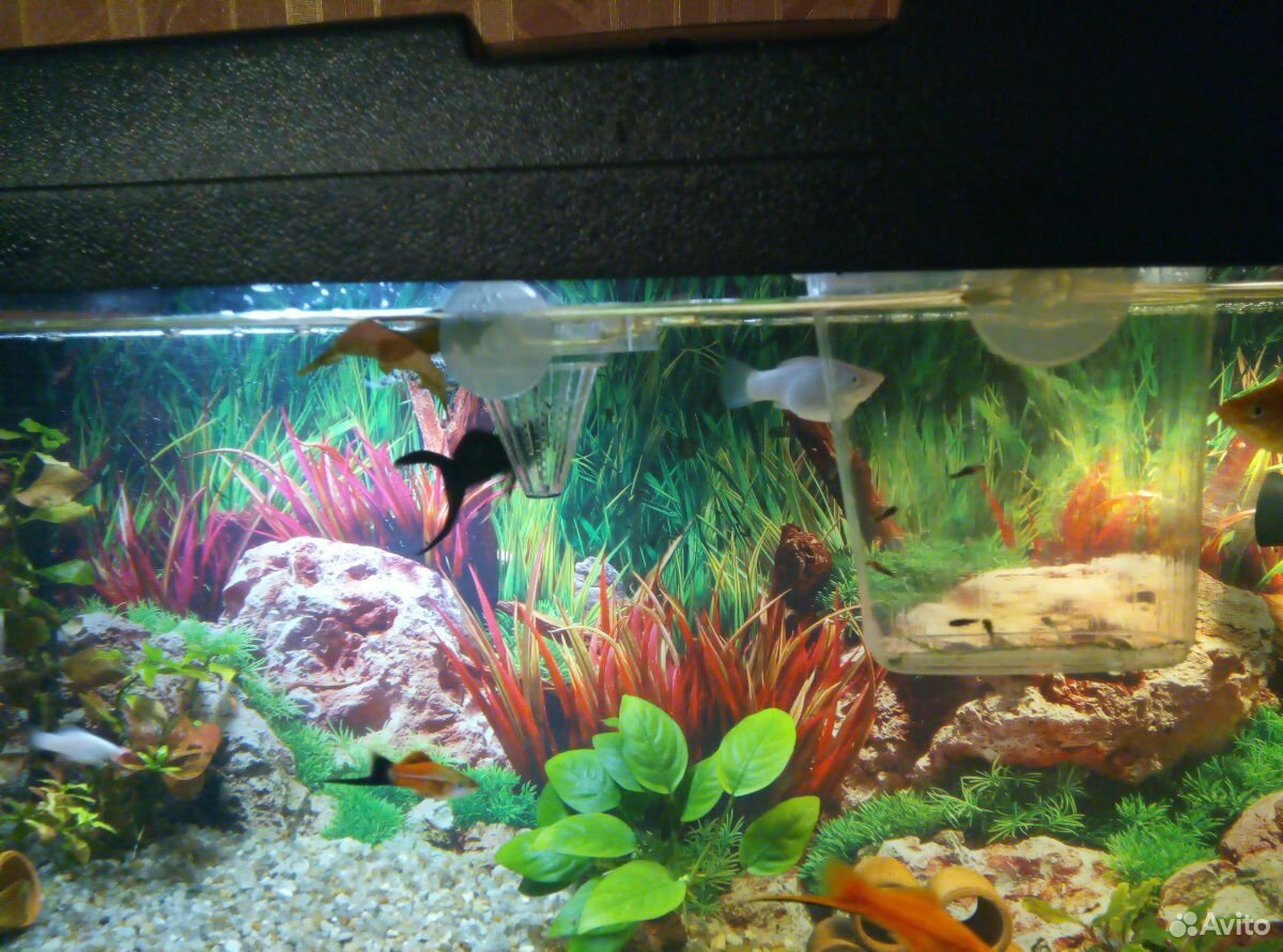 Моллинезия