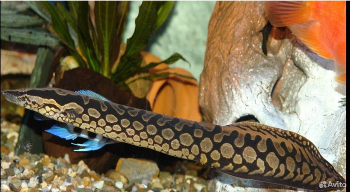 Мастацембелус