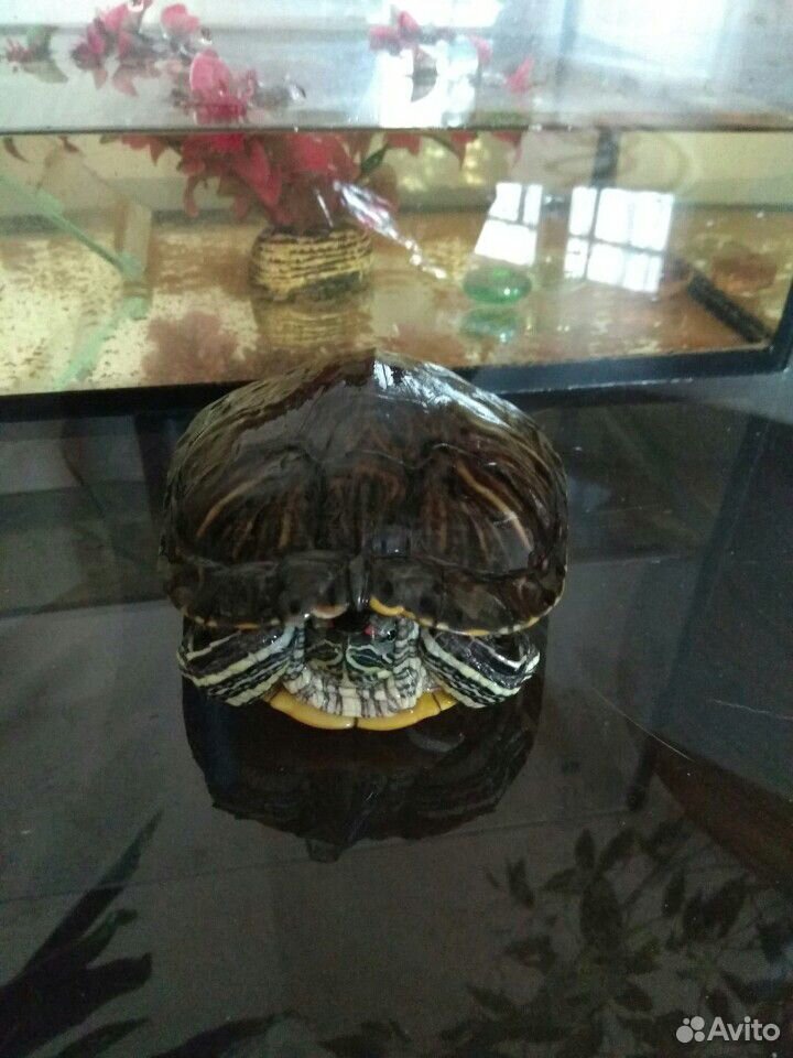 Черепаха