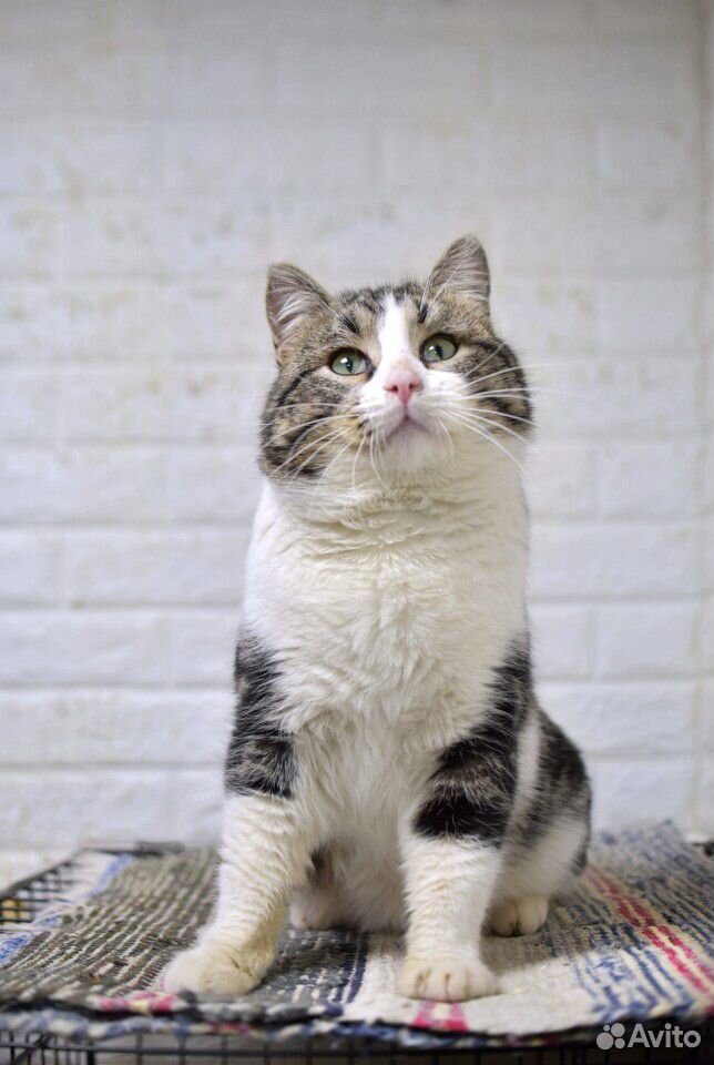 Невероятный Остап и его щеки ищут дом