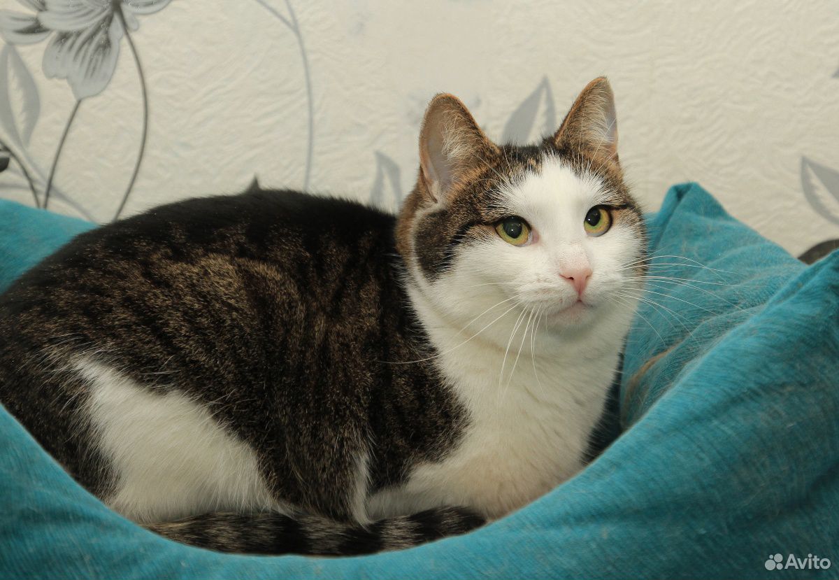 Нежная Зайка в поисках дома