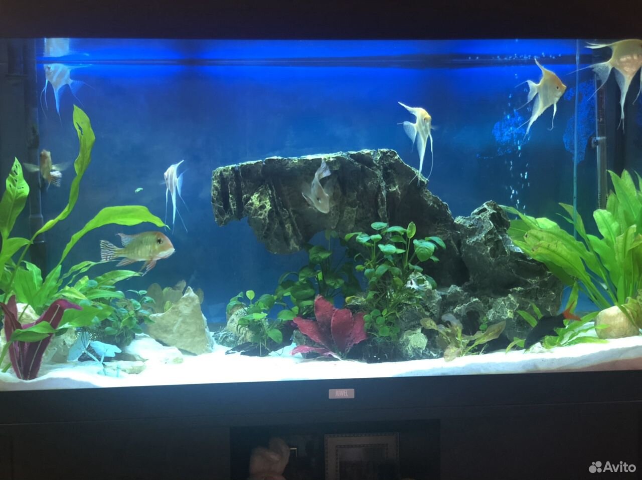 Аквариум Juwel 350 литров