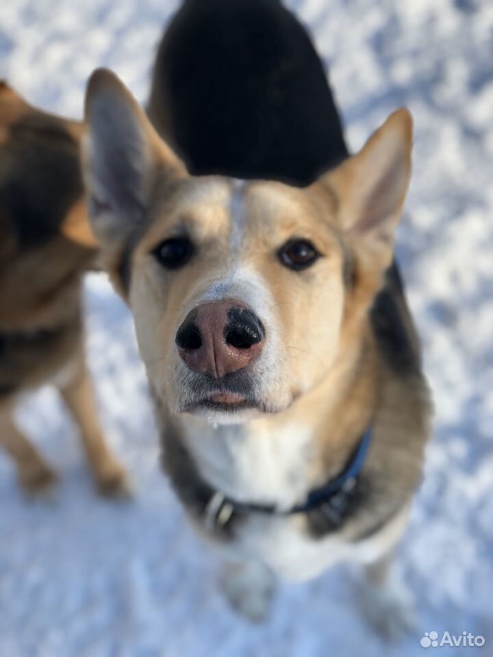 Марик ищет дом