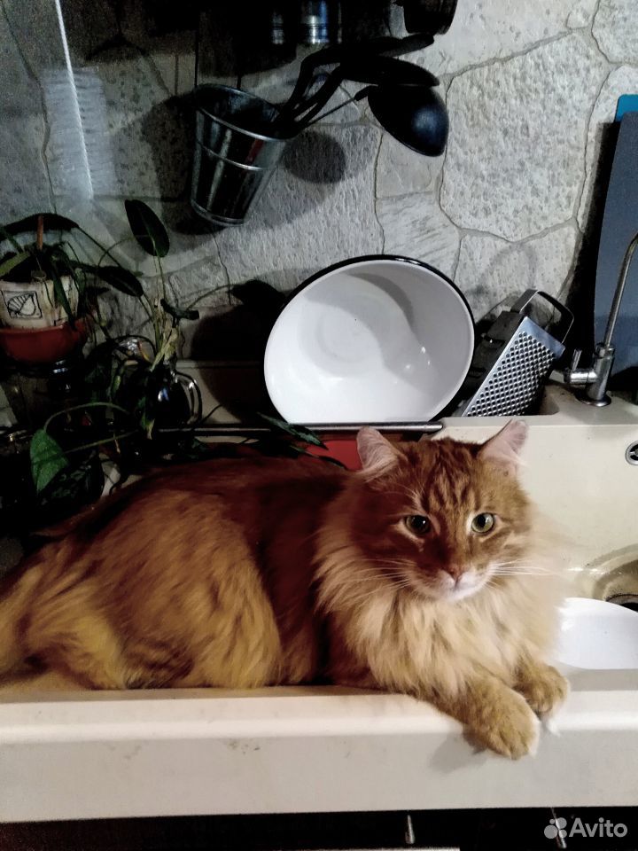Кот Тибет. 2 года. Ищет дом
