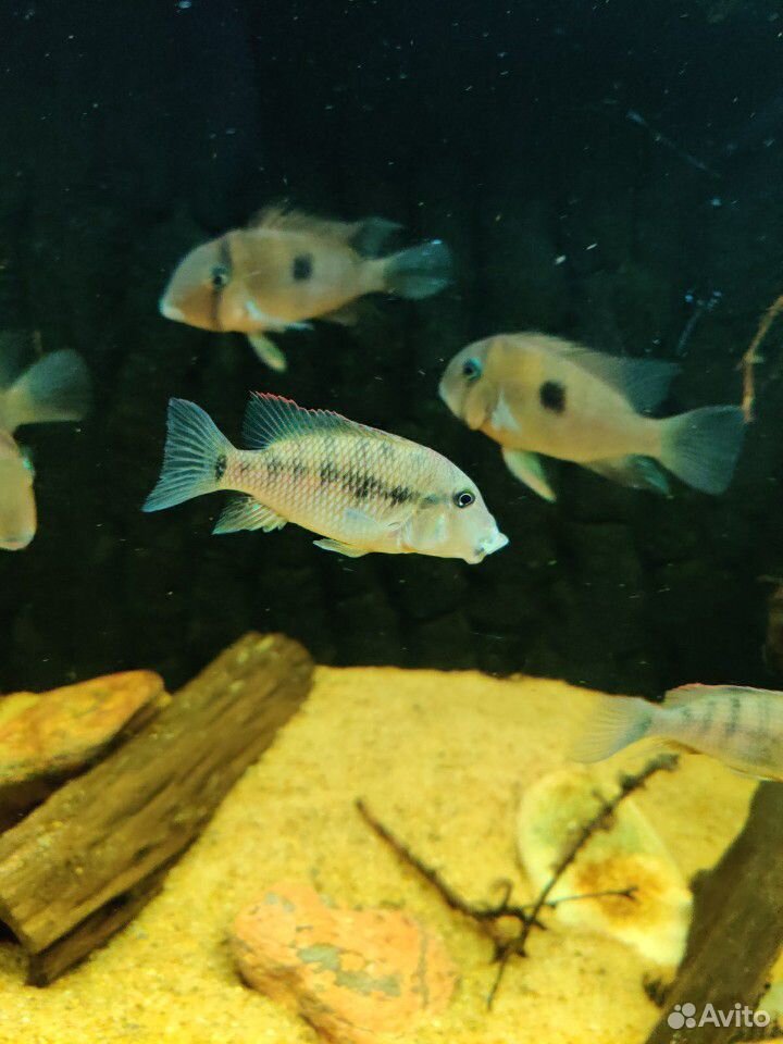 Геофагус штайндахнера