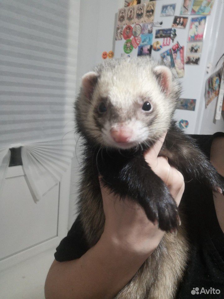 Хорёк вязка