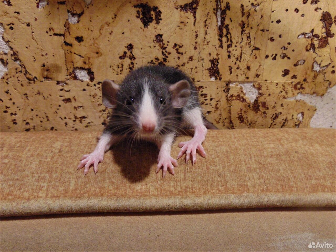 Крысы, крысятки - мальчики дамбо, стандарт, клетки