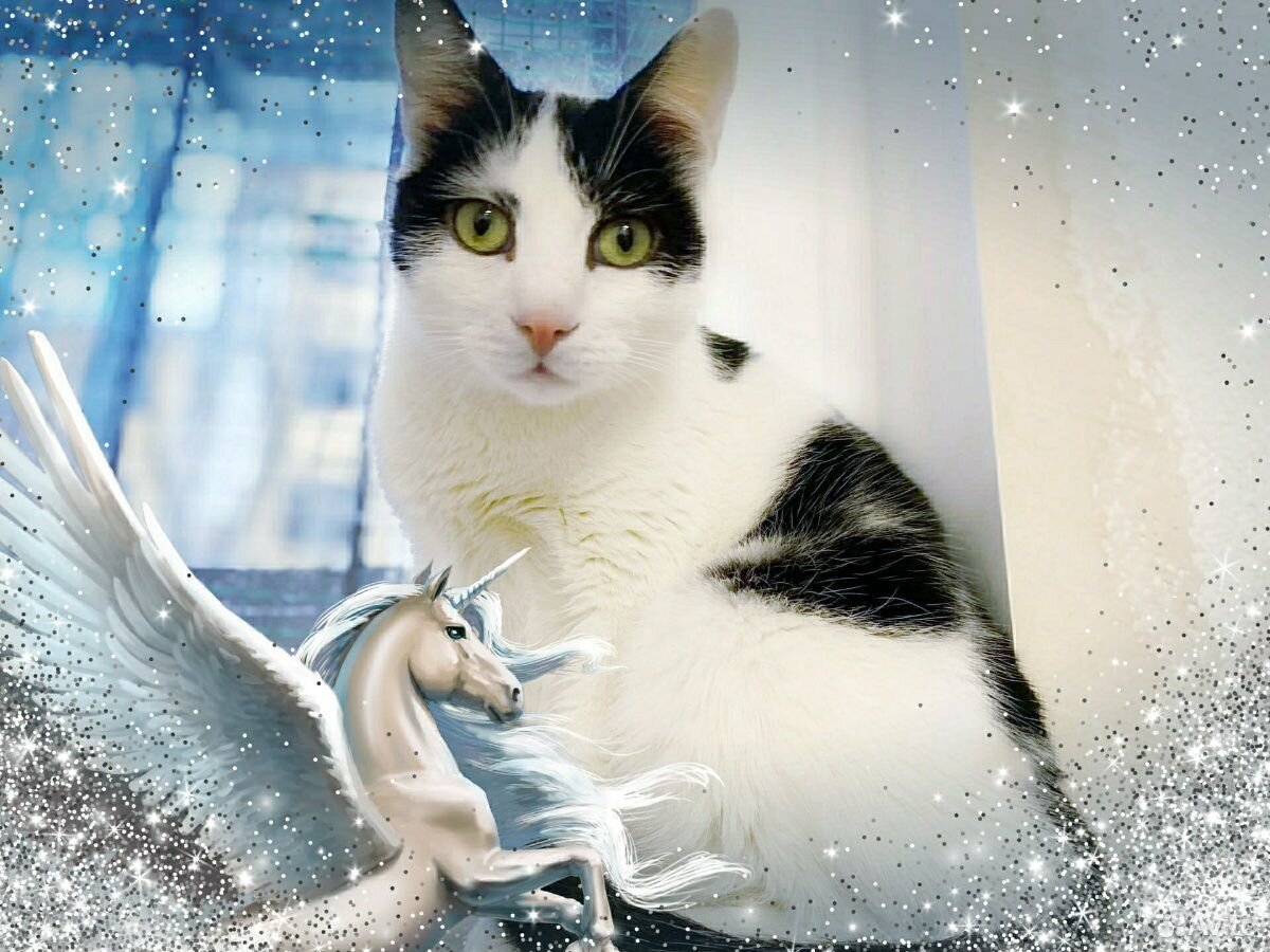 Кот Гриша