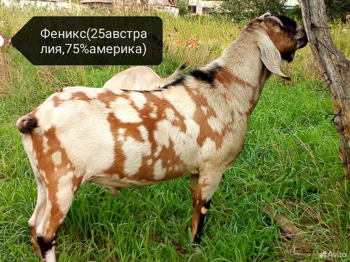 Англо нубийские козлики 100 чп