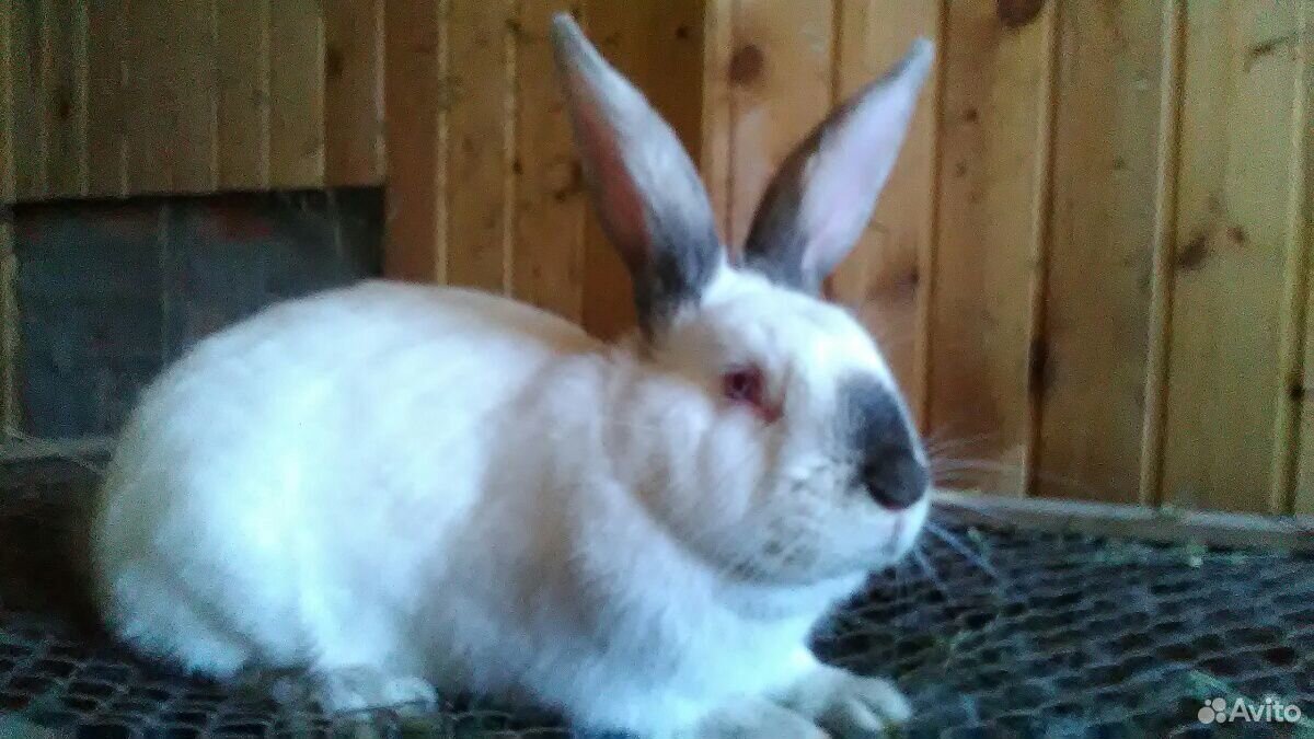 Кролики молодняк