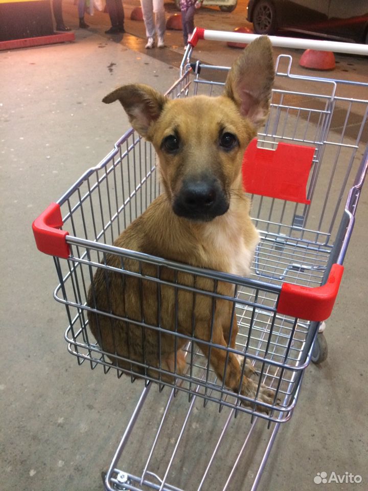 Щенок Стелла