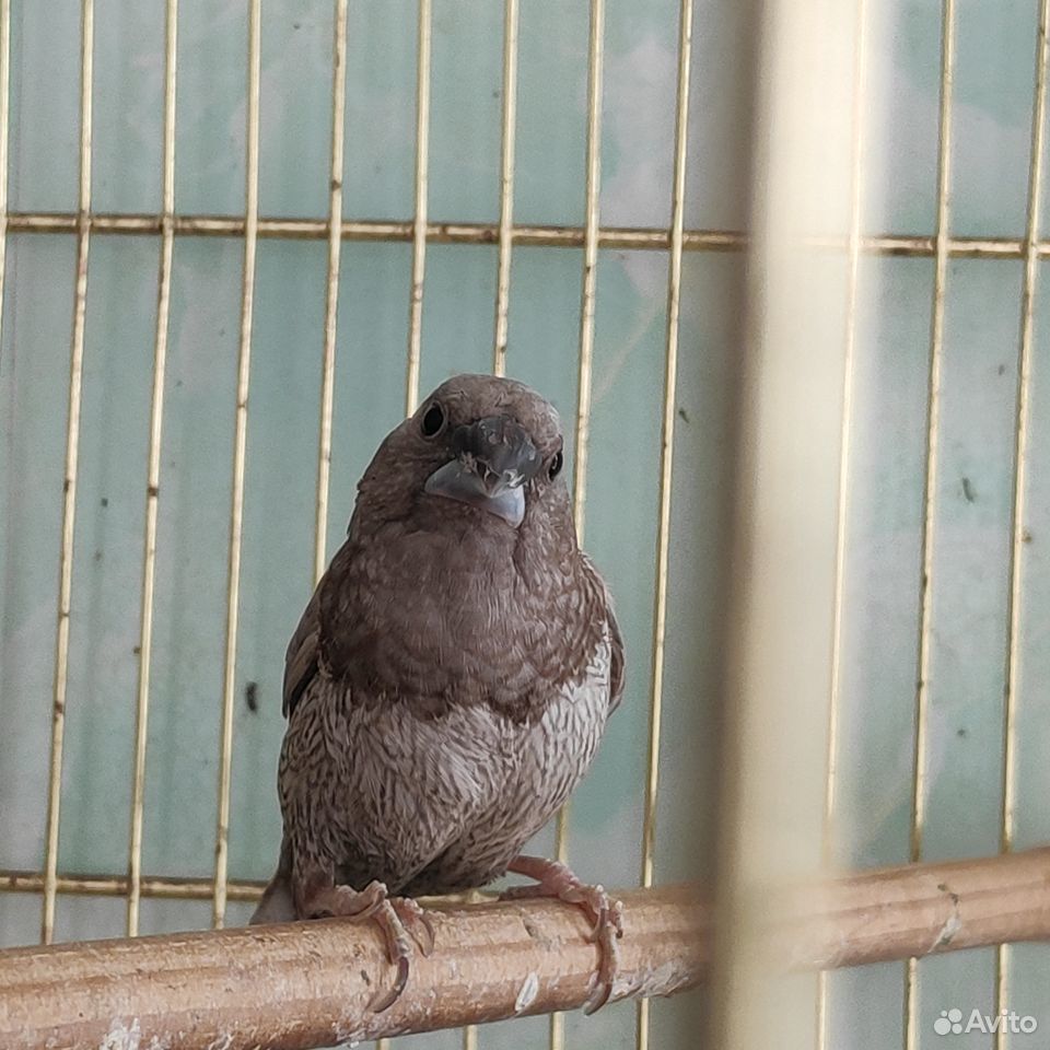 Японские амадины